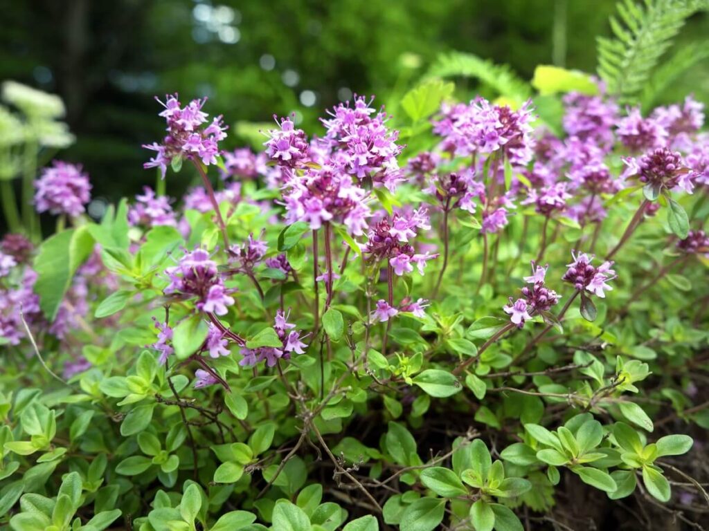 Čiobreliai pradeda žydėti – pasinaudok natūralia gamtos dovana | Visostemos