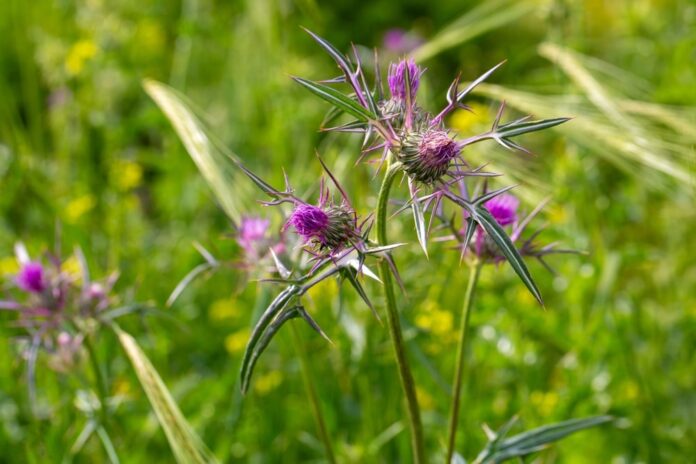 Margainis valo kepenis ir stiprina kaulus – ypač svarbu po 50 metų ...